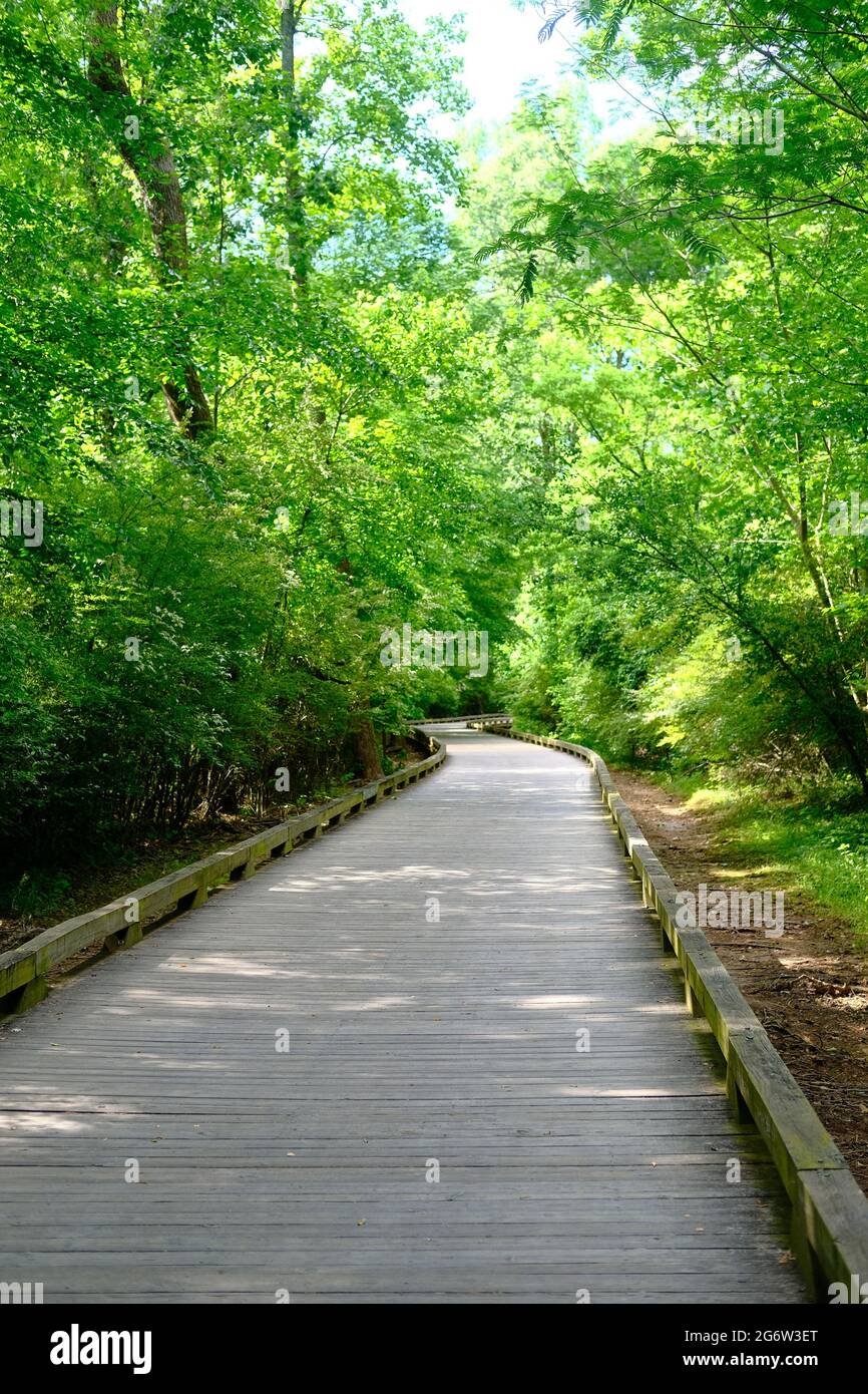Wood Trail Curving Into Distance Stock Photo - Alamy