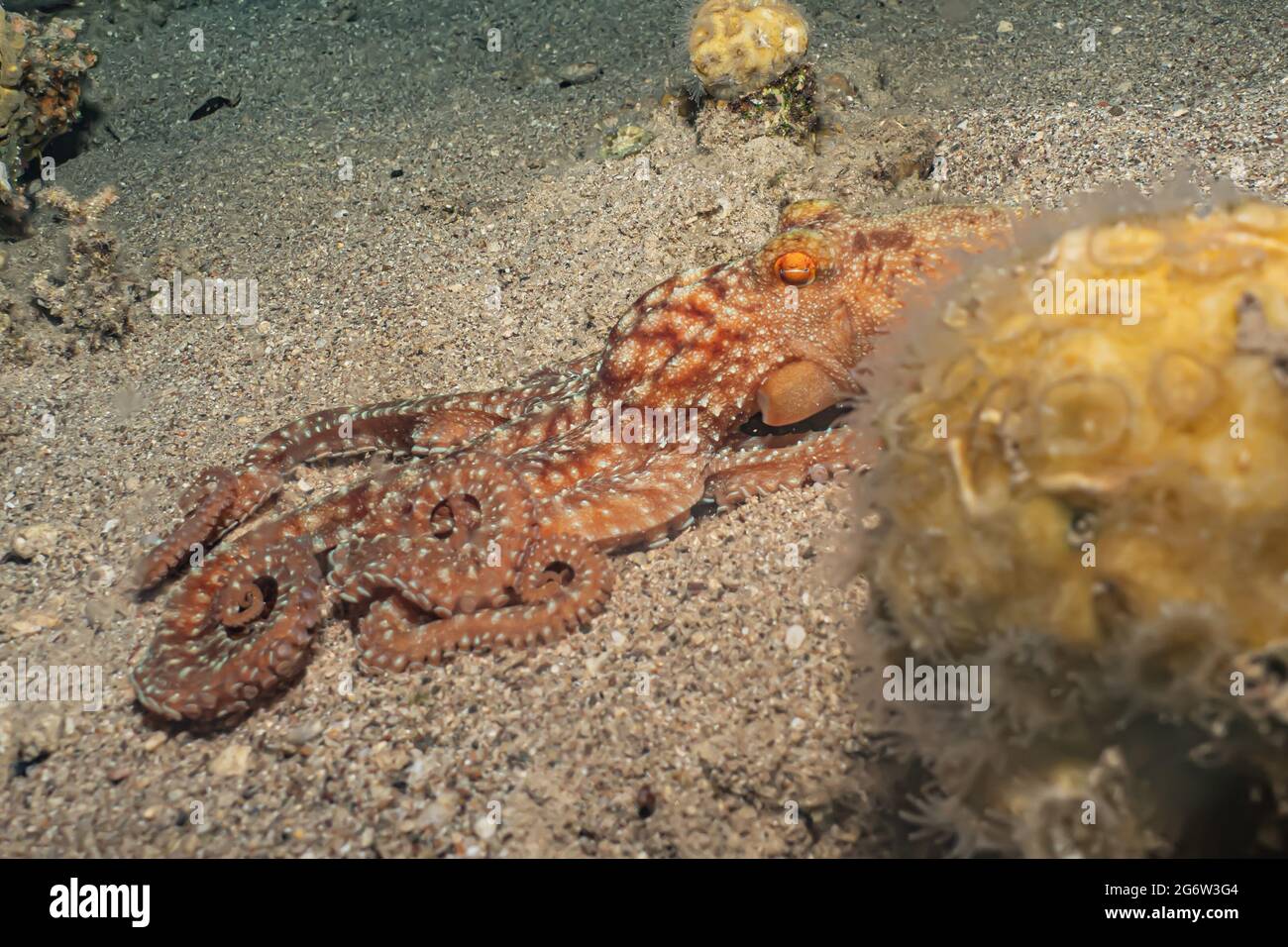 Octopus king of camouflage in the Red Sea, Eilat Israel Stock Photo - Alamy