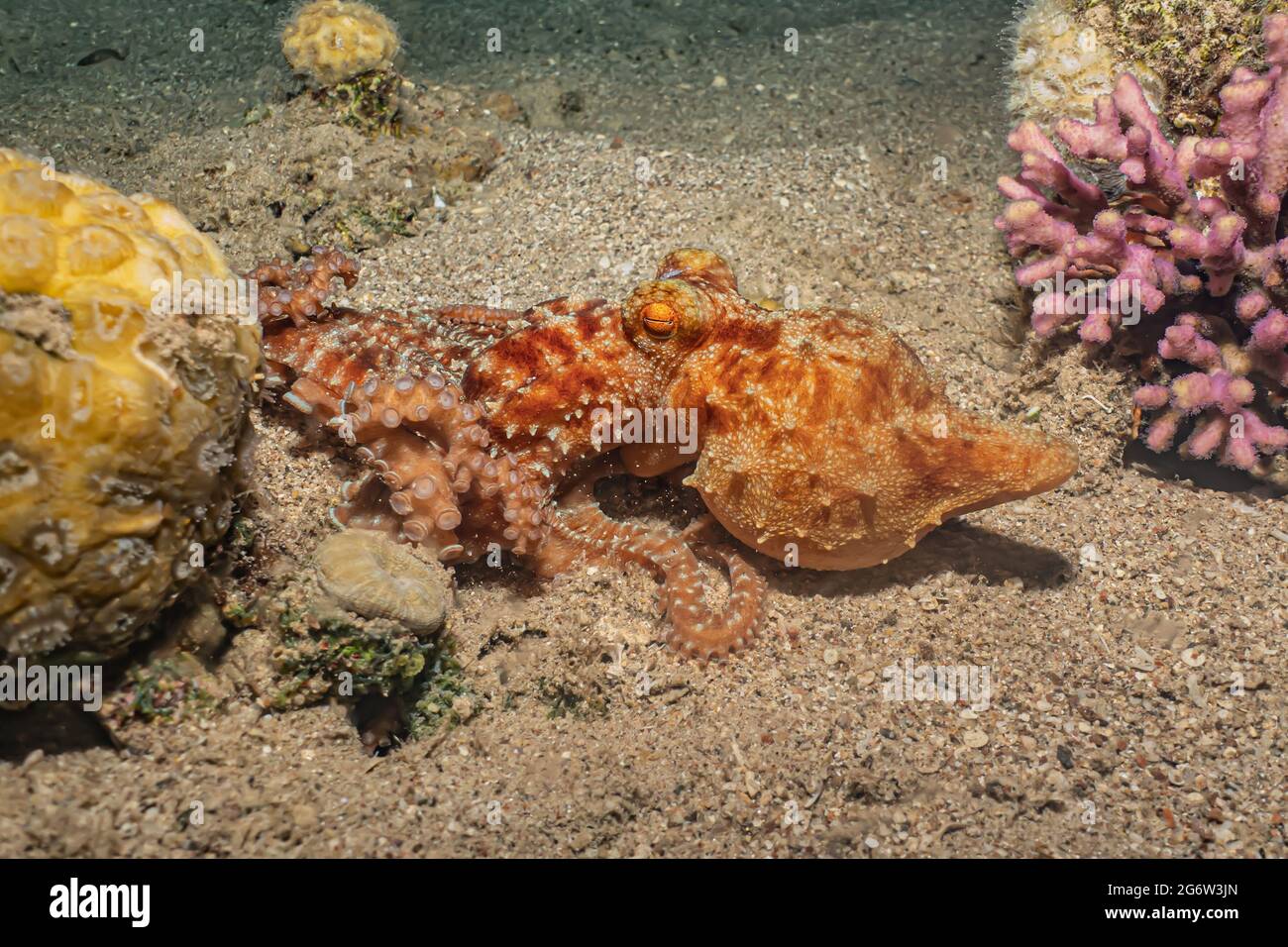 Octopus king of camouflage in the Red Sea, Eilat Israel Stock Photo - Alamy