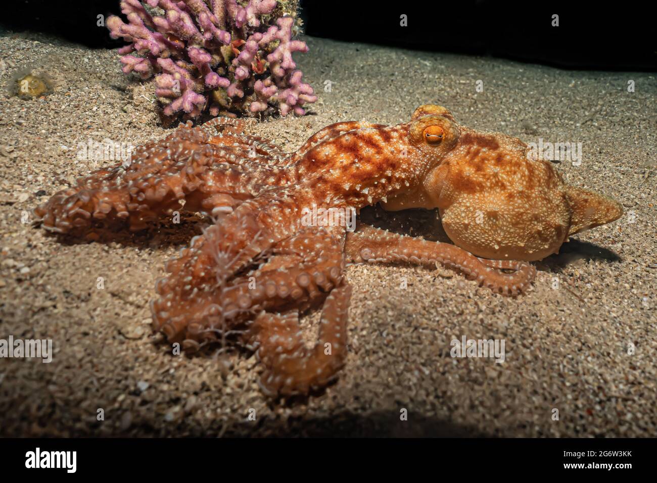 Octopus king of camouflage in the Red Sea, Eilat Israel Stock Photo - Alamy