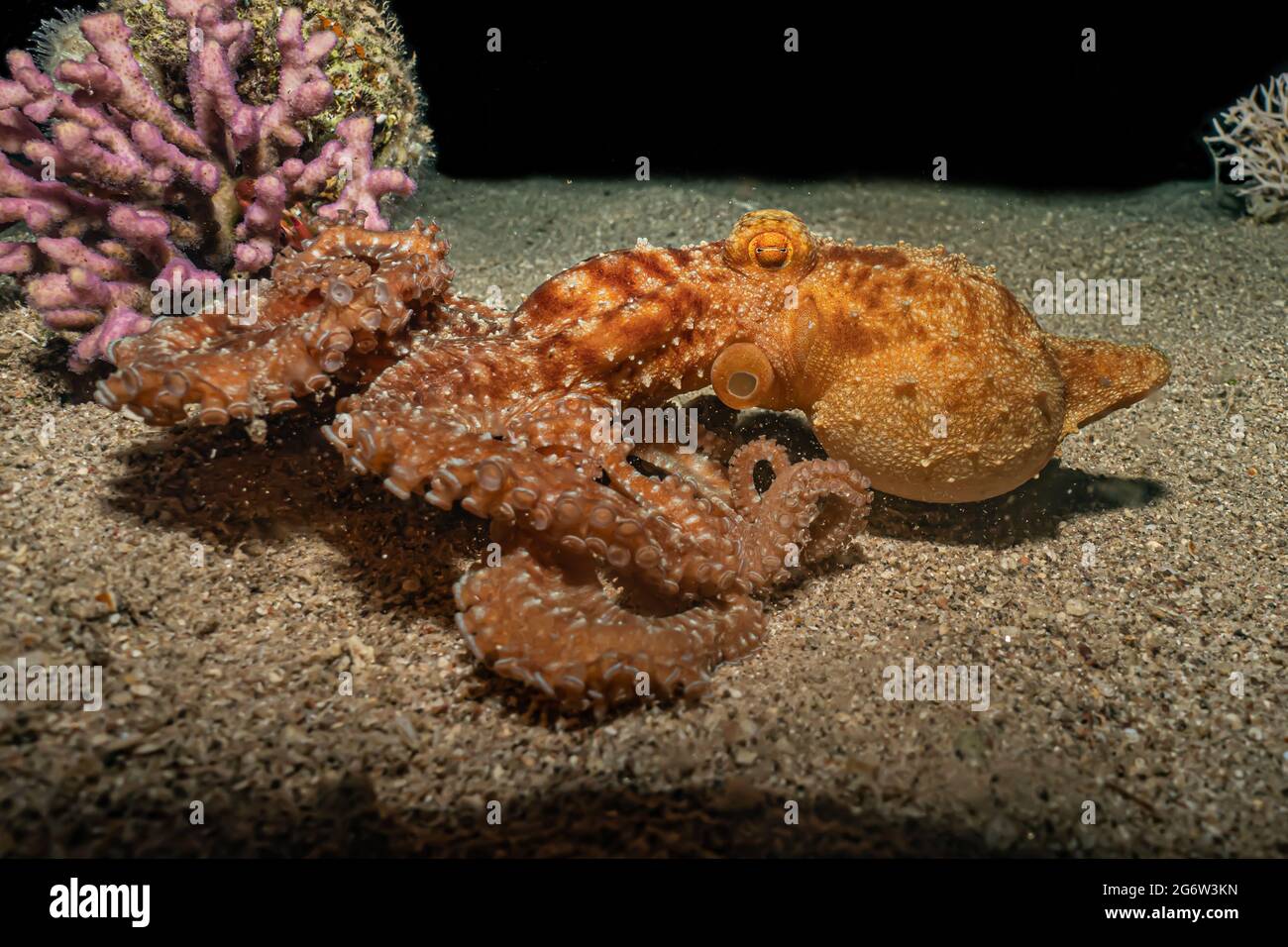 Octopus king of camouflage in the Red Sea, Eilat Israel Stock Photo - Alamy
