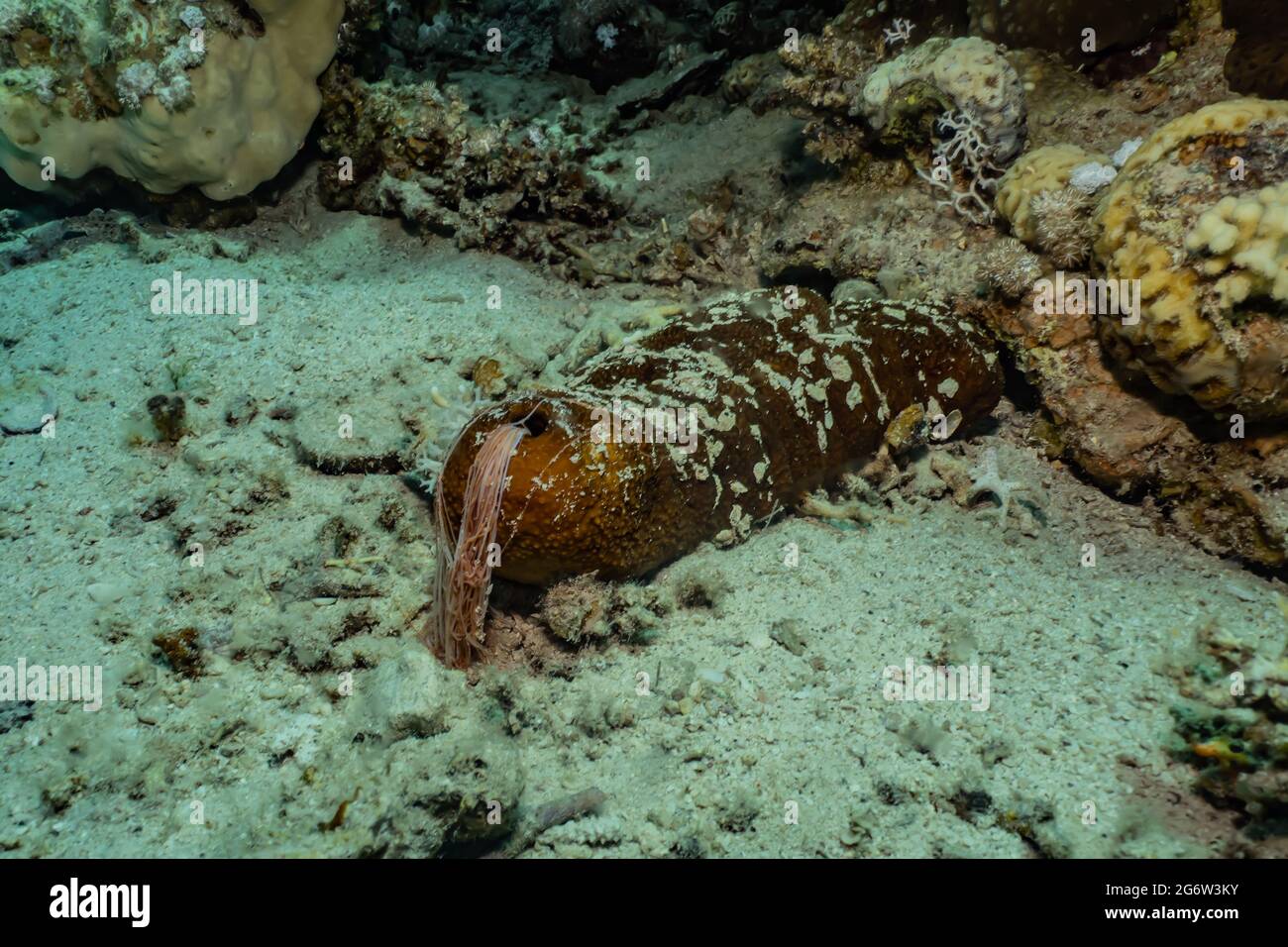 Sea cucumber in the Red Sea Colorful and beautiful, Eilat Israel Stock ...