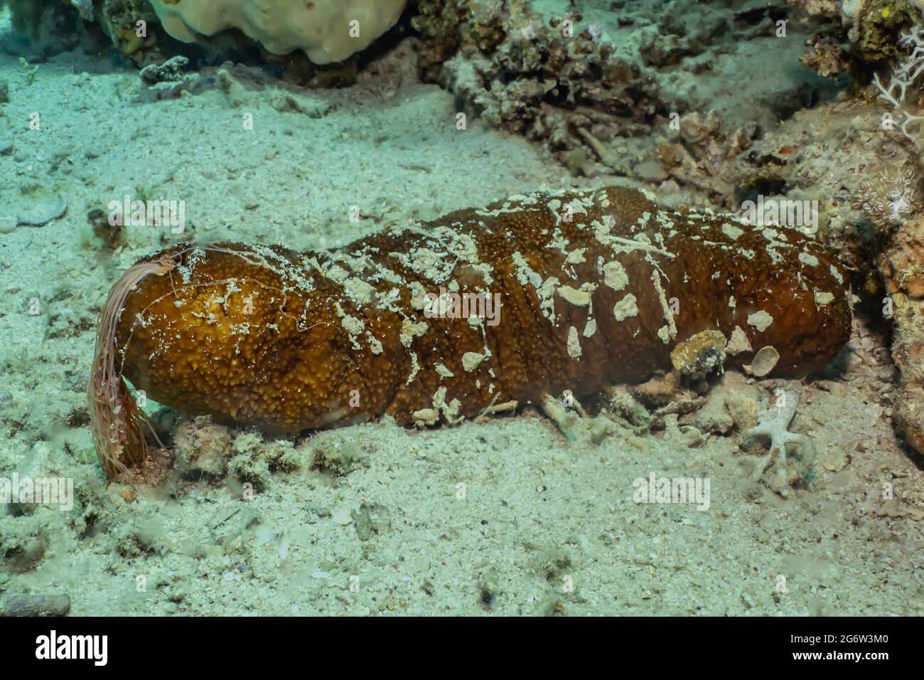 Sea cucumber in the Red Sea Colorful and beautiful, Eilat Israel Stock ...