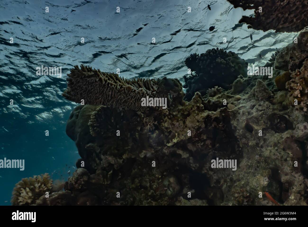 Coral reef and water plants in the Red Sea, Eilat Israel Stock Photo ...