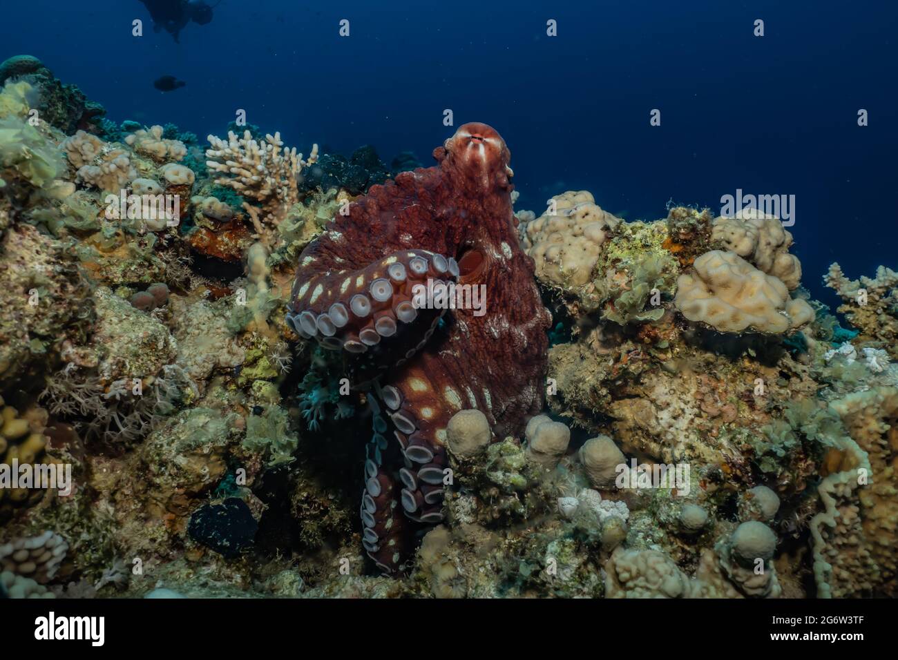 Octopus king of camouflage in the Red Sea, Eilat Israel Stock Photo - Alamy