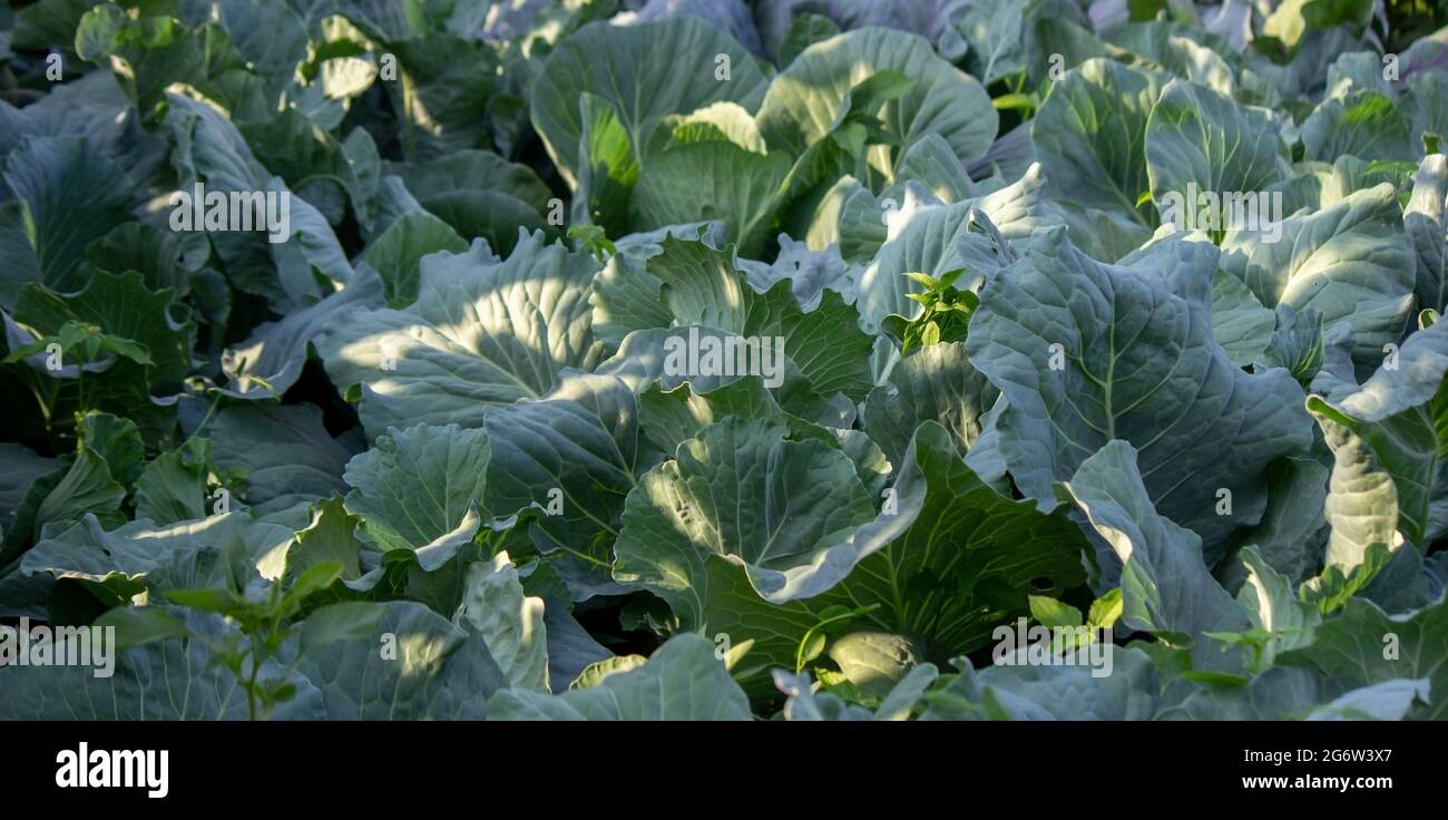 A personal plot with a garden bed. Farm beds. ecological products ...