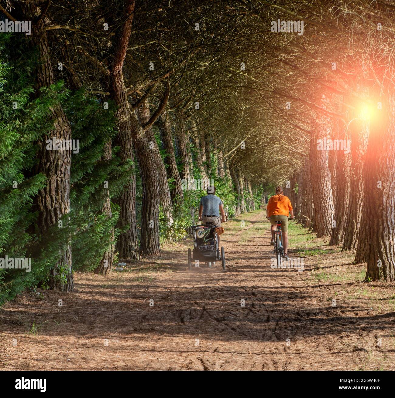 tree-lined avenue with cycle path Stock Photo - Alamy
