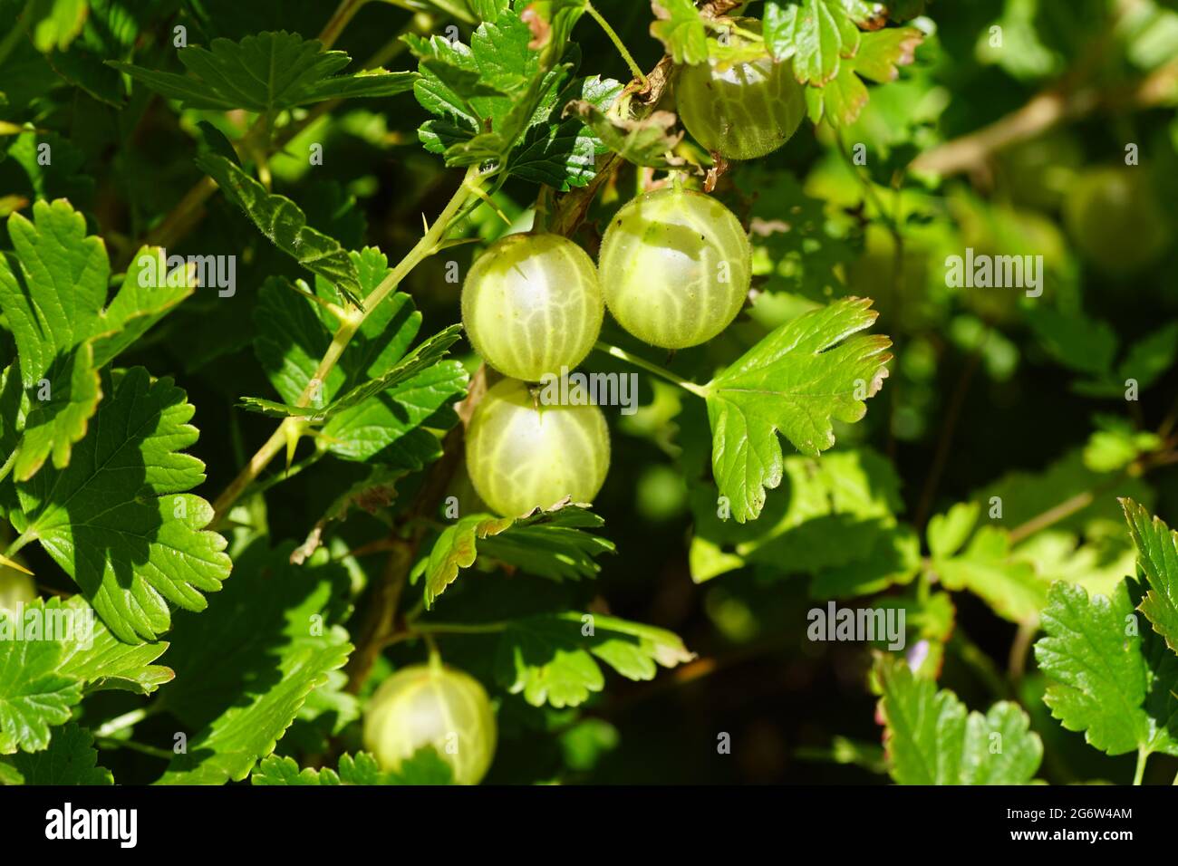 Family grossulariaceae hi-res stock photography and images - Alamy