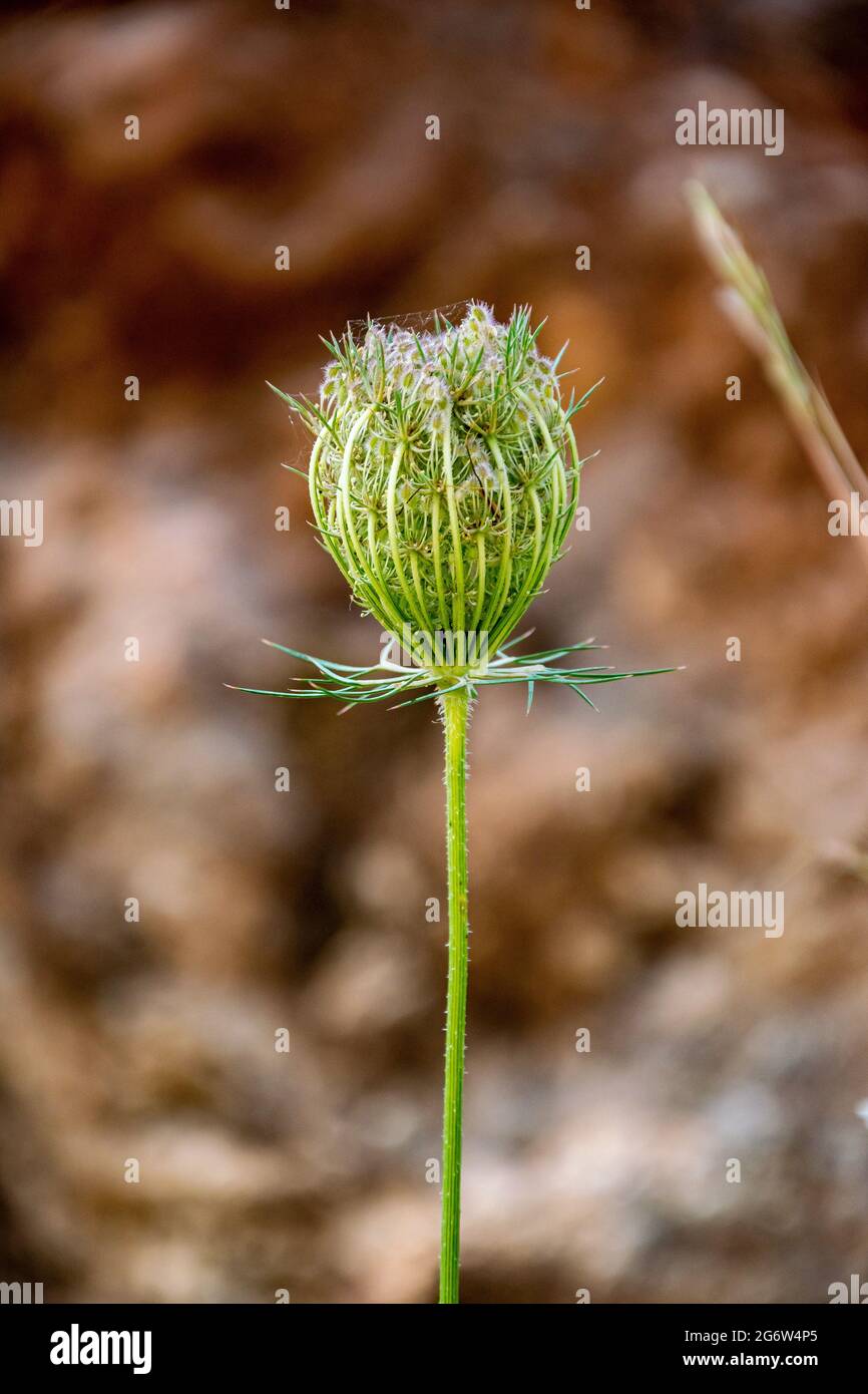 a single green plant along a forest path getting ready to spread its ...