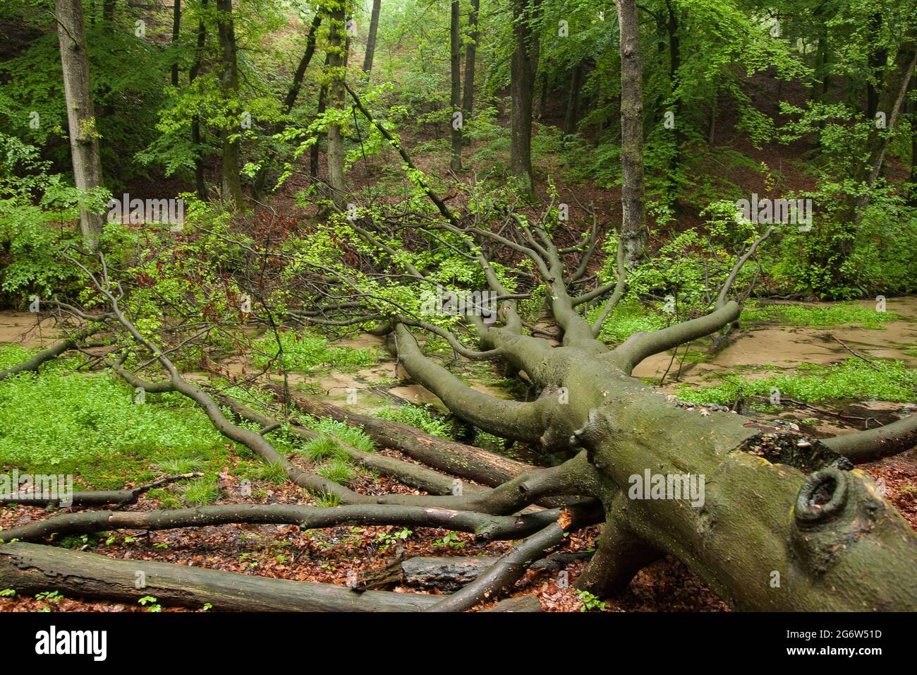 Fallen beech tree hi-res stock photography and images - Alamy