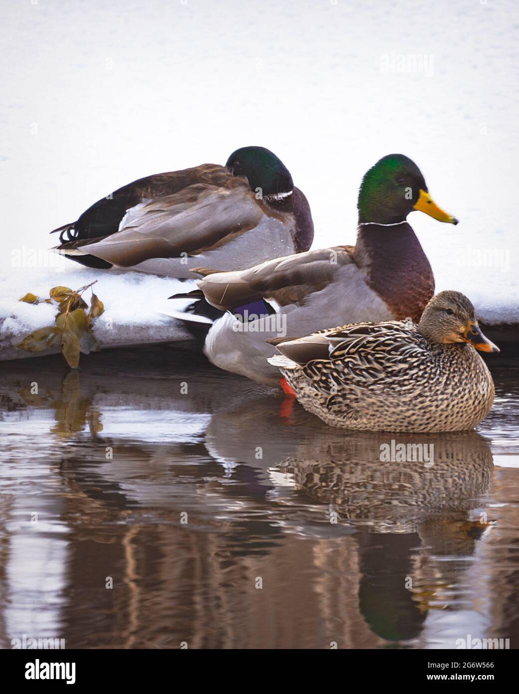 Birds winter huddle hi-res stock photography and images - Alamy