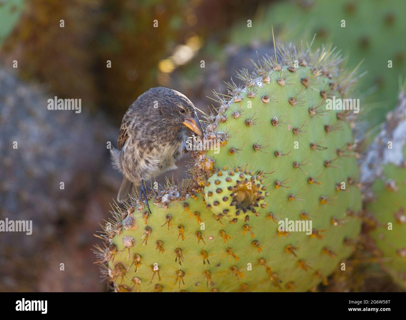Cactus finch hi-res stock photography and images - Alamy