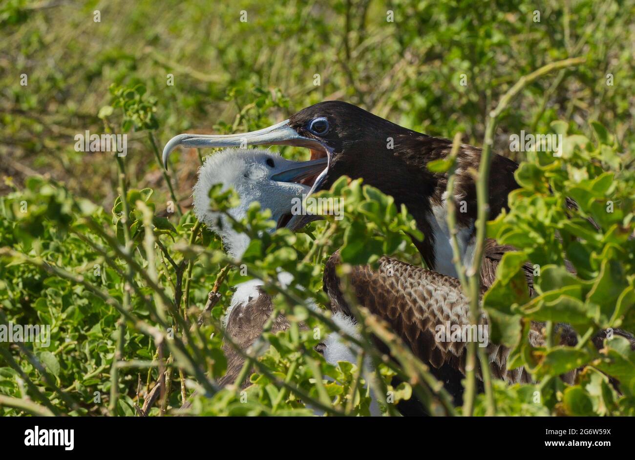 Magnificent Frigate Bird (Fregata magnificens) female feeding chick ...