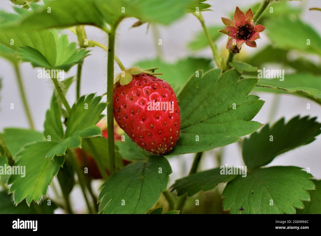 Red leaf stem hi-res stock photography and images - Alamy