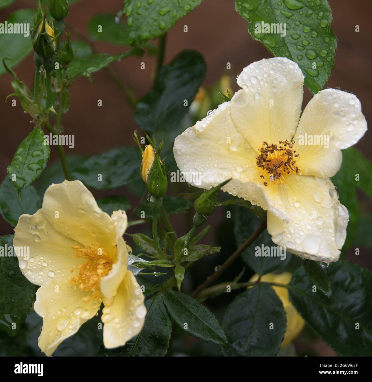 Rosa 'Tottering by Gently' Stock Photo - Alamy