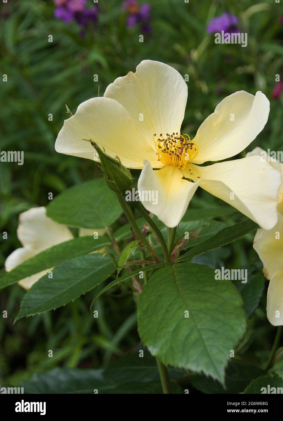 Rose tottering by gently hi-res stock photography and images - Alamy