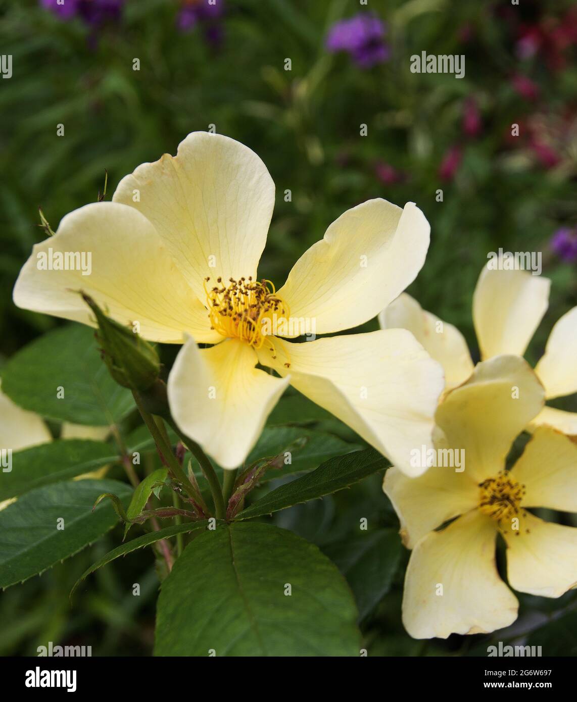 Rose tottering by gently hi-res stock photography and images - Alamy