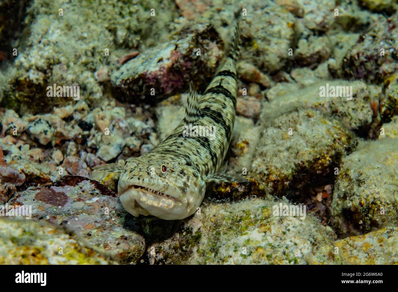 Beautiful eel hi-res stock photography and images - Alamy