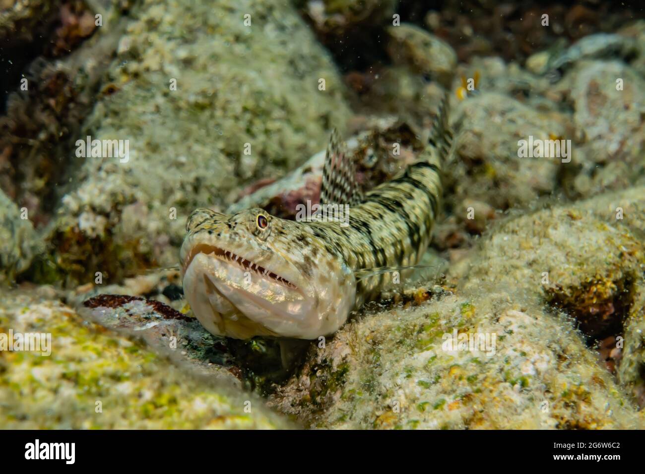 Tiger Snake Eel in the Red Sea Colorful and beautiful, Eilat Israel ...