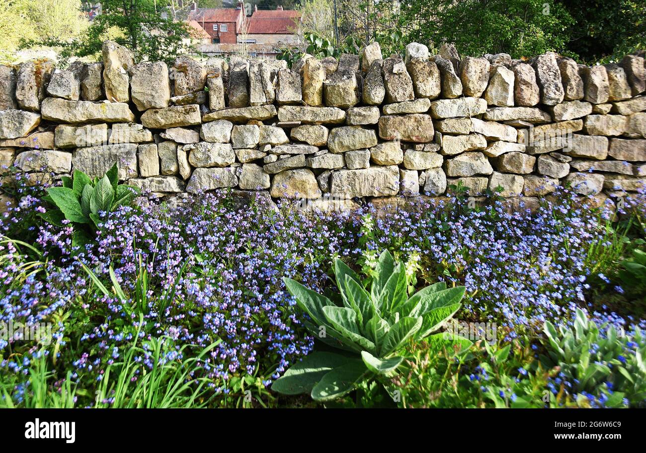 Dry-stone garden wall with forget-me-nots Stock Photo - Alamy