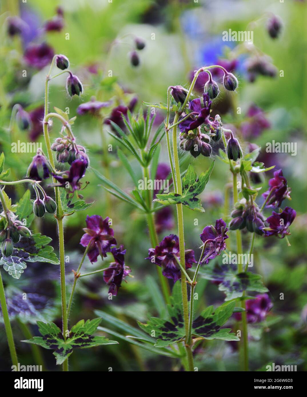 Geranium phaeum 'Samobar' Stock Photo - Alamy