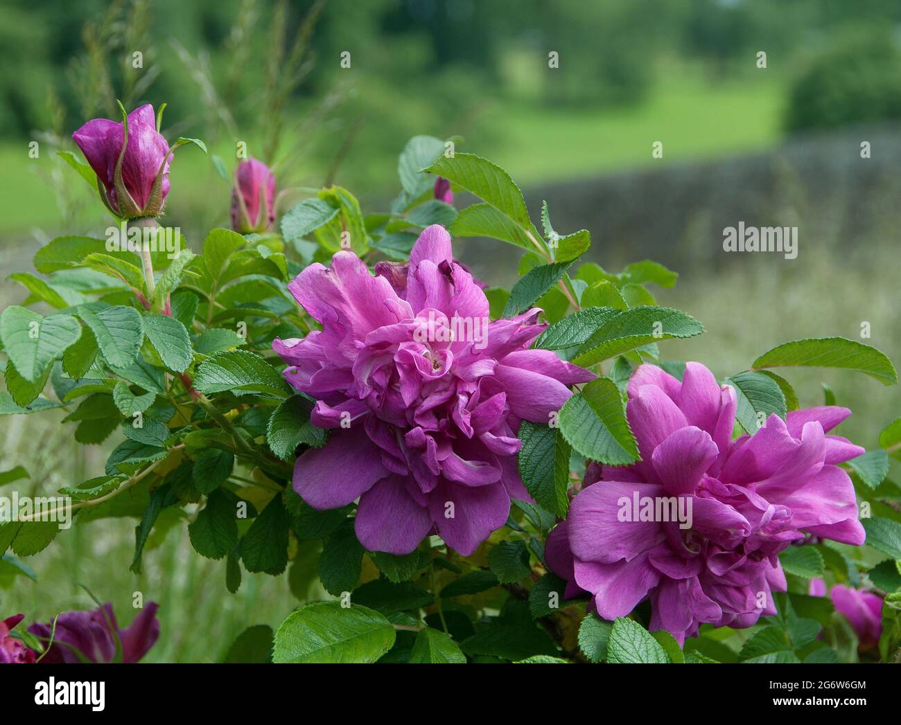 Fully double roses hi-res stock photography and images - Alamy