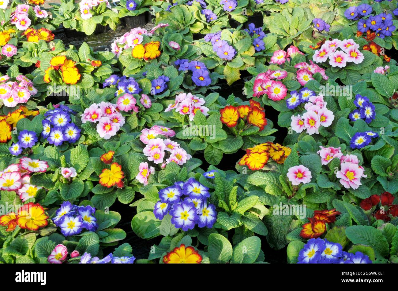 Group of mixed primulas showing various bi coloured flowers A spring ...