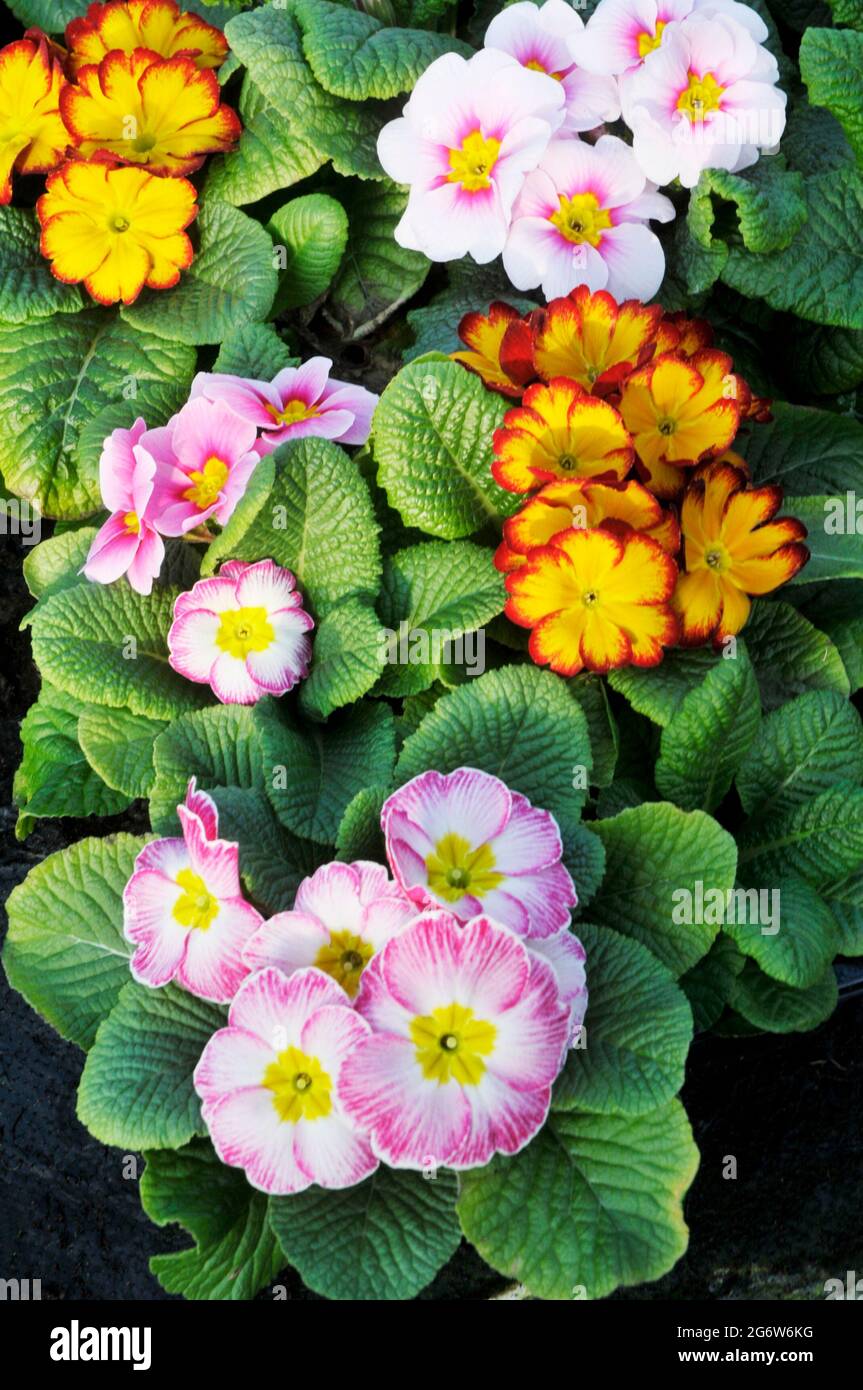 Close up of group of mixed primulas showing various bi coloured flowers ...