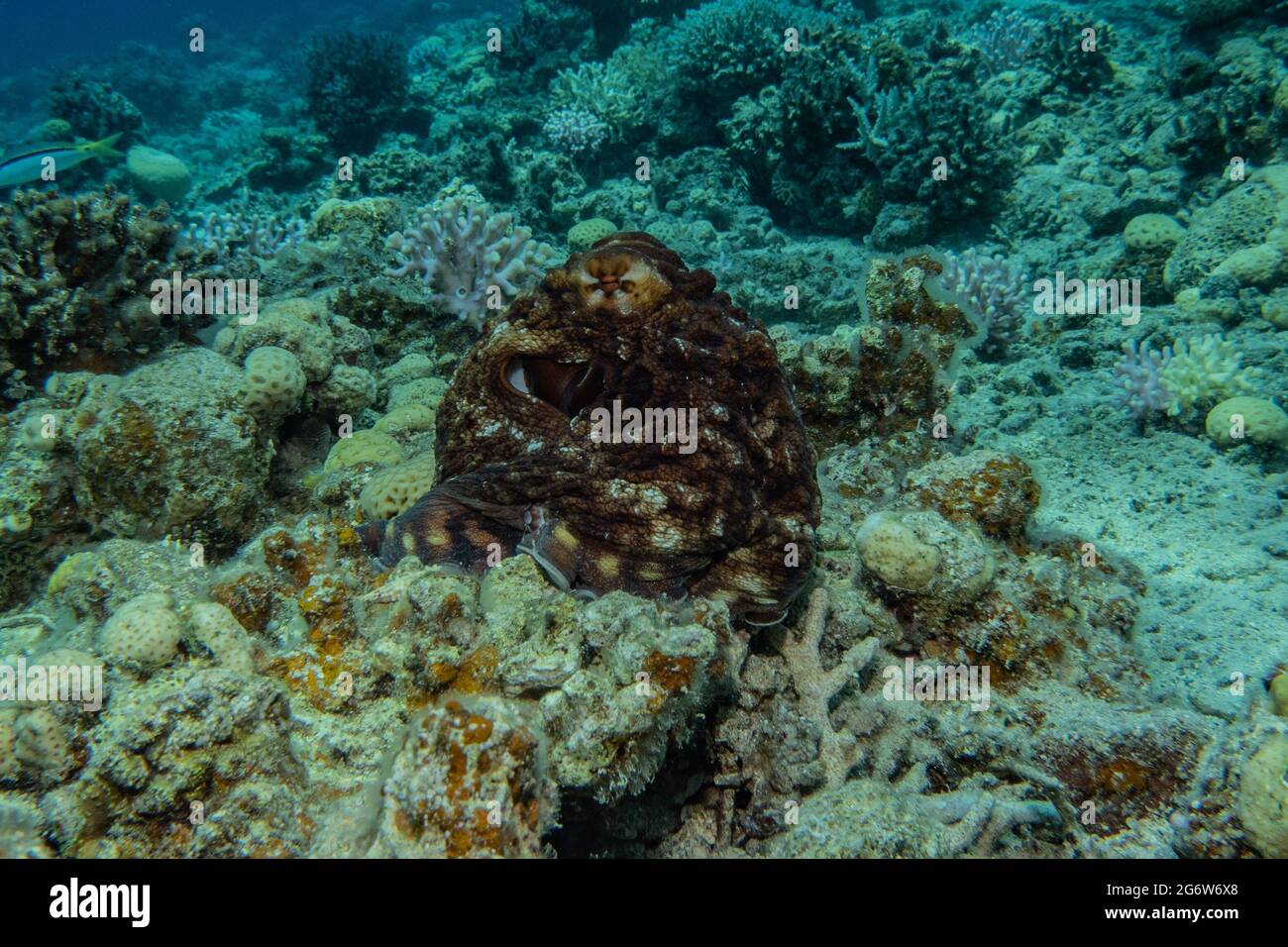 Octopus king of camouflage in the Red Sea, Eilat Israel Stock Photo - Alamy
