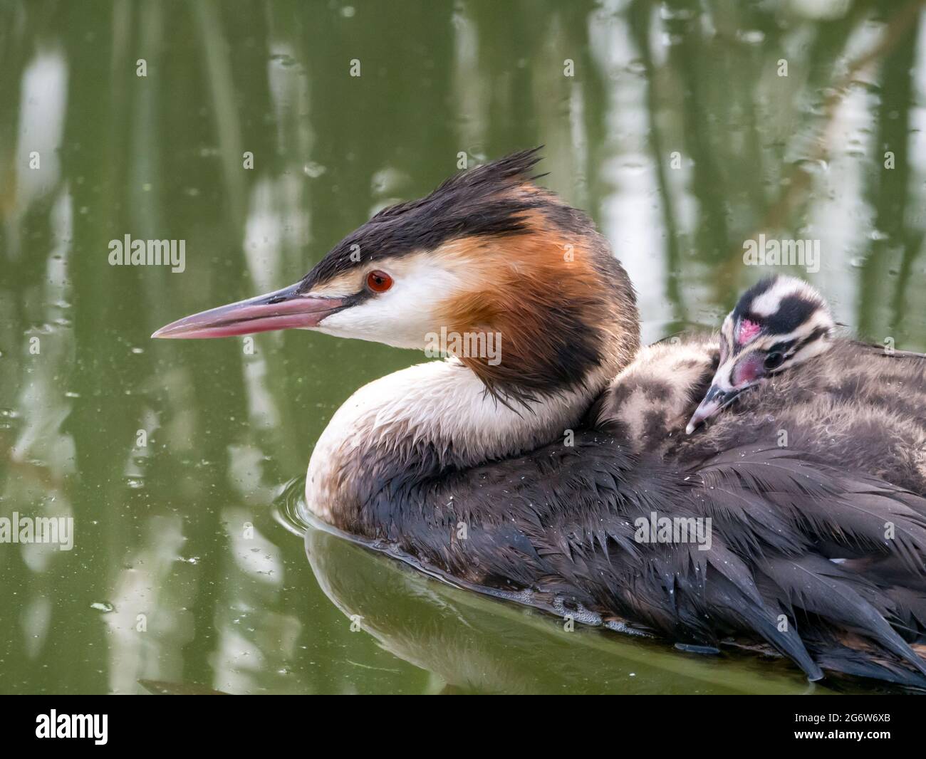 Great crested grebe, Podiceps cristatus, juvenile carried on back of ...
