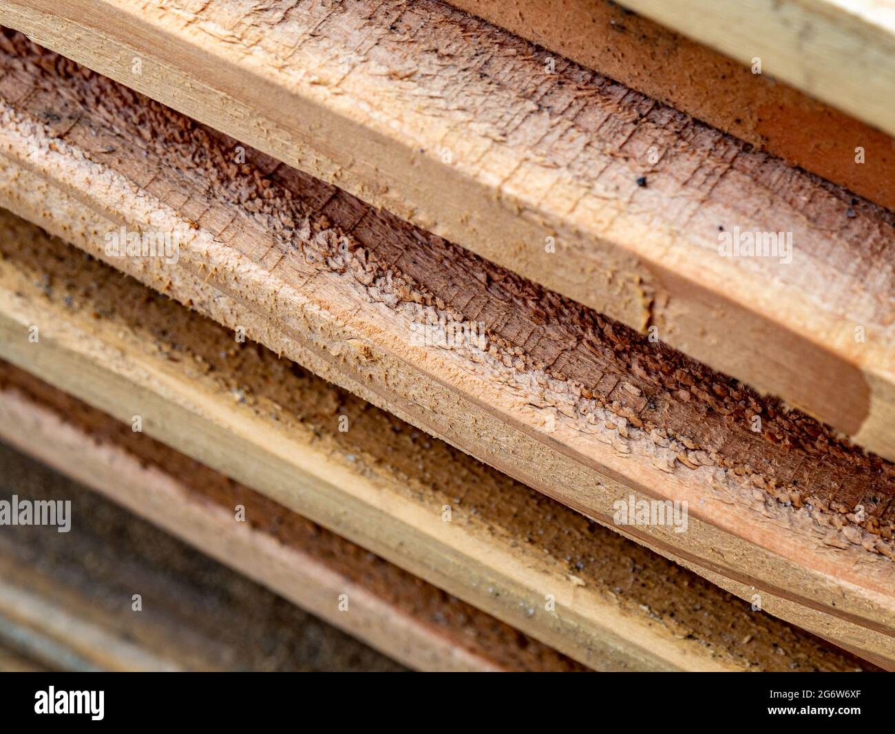 Stacked untreated Douglas fir, Pseudotsuga menziesii, tree recently ...
