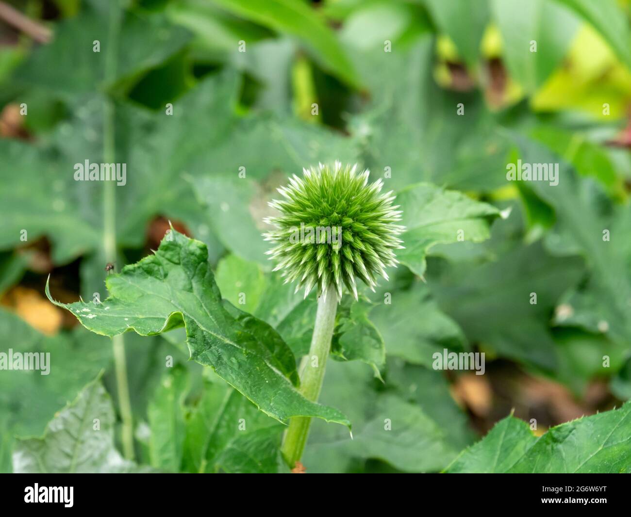 Globe thistle, Echinops ritro, green flower bud and prickly leaves in garden, Netherlands Stock ...