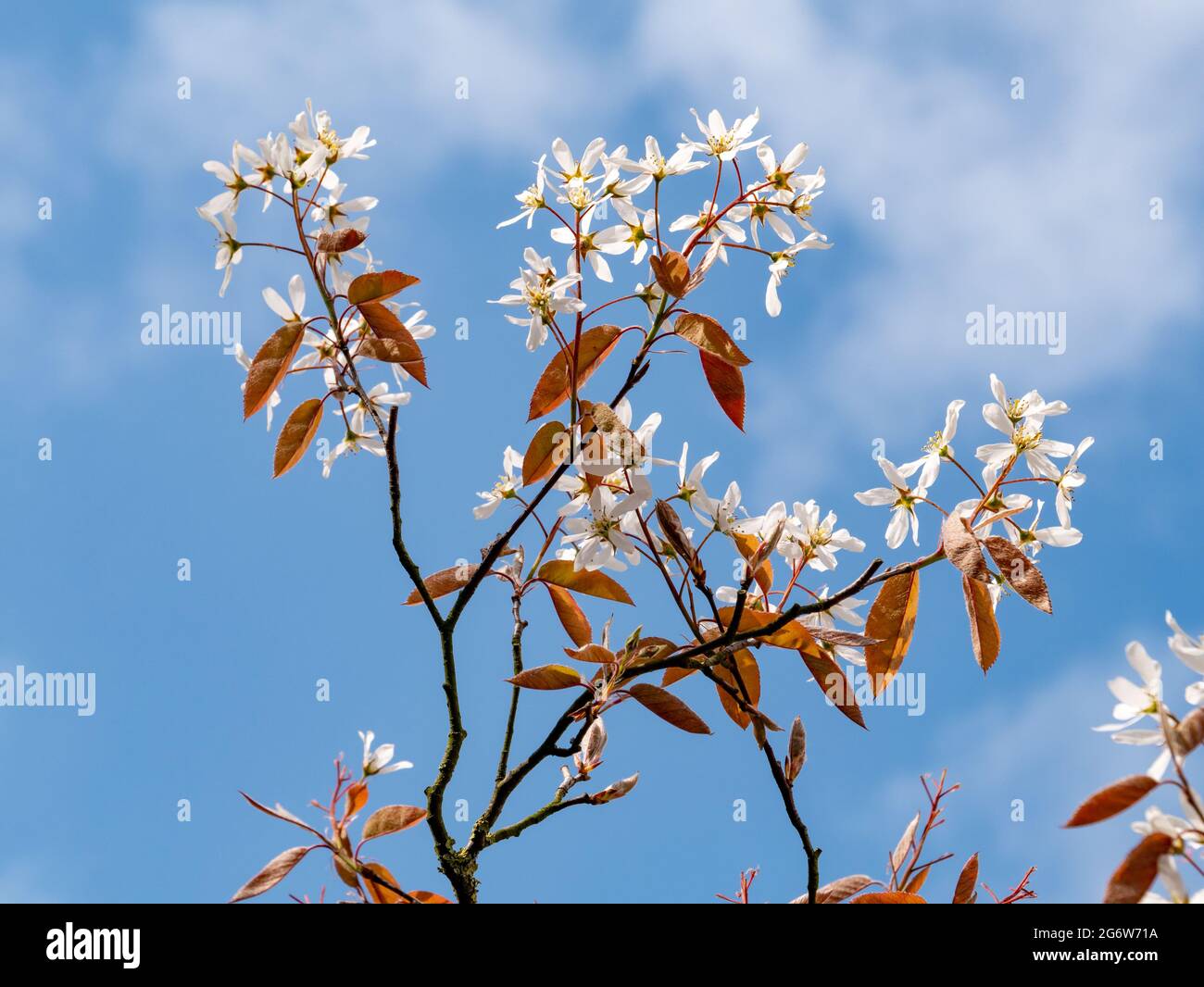 Amelanchier Lamarckii Snowy Mespilus Hi-res Stock, 59% OFF