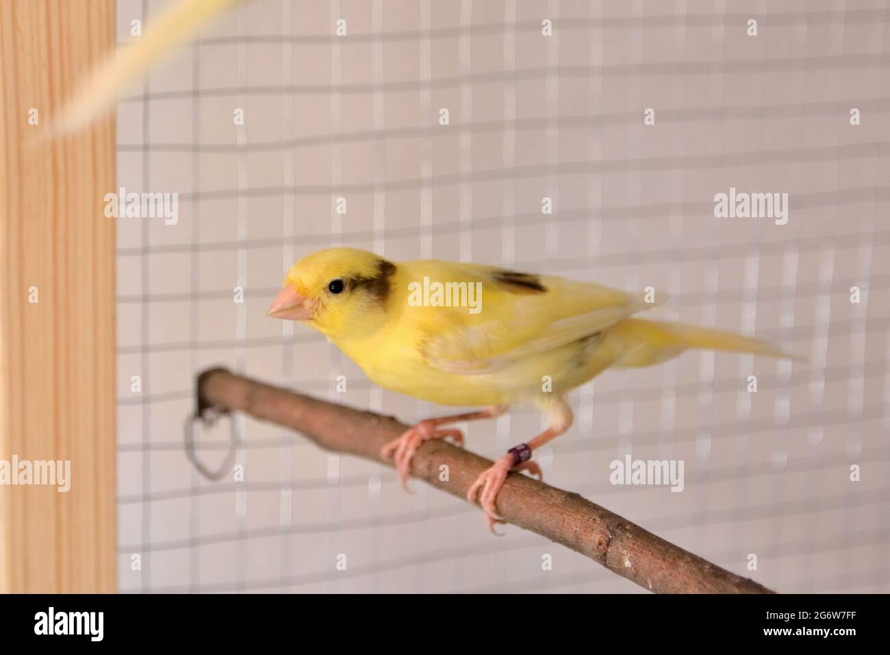 Beautiful yellow male canary on bird perch stands in the cage at home ...