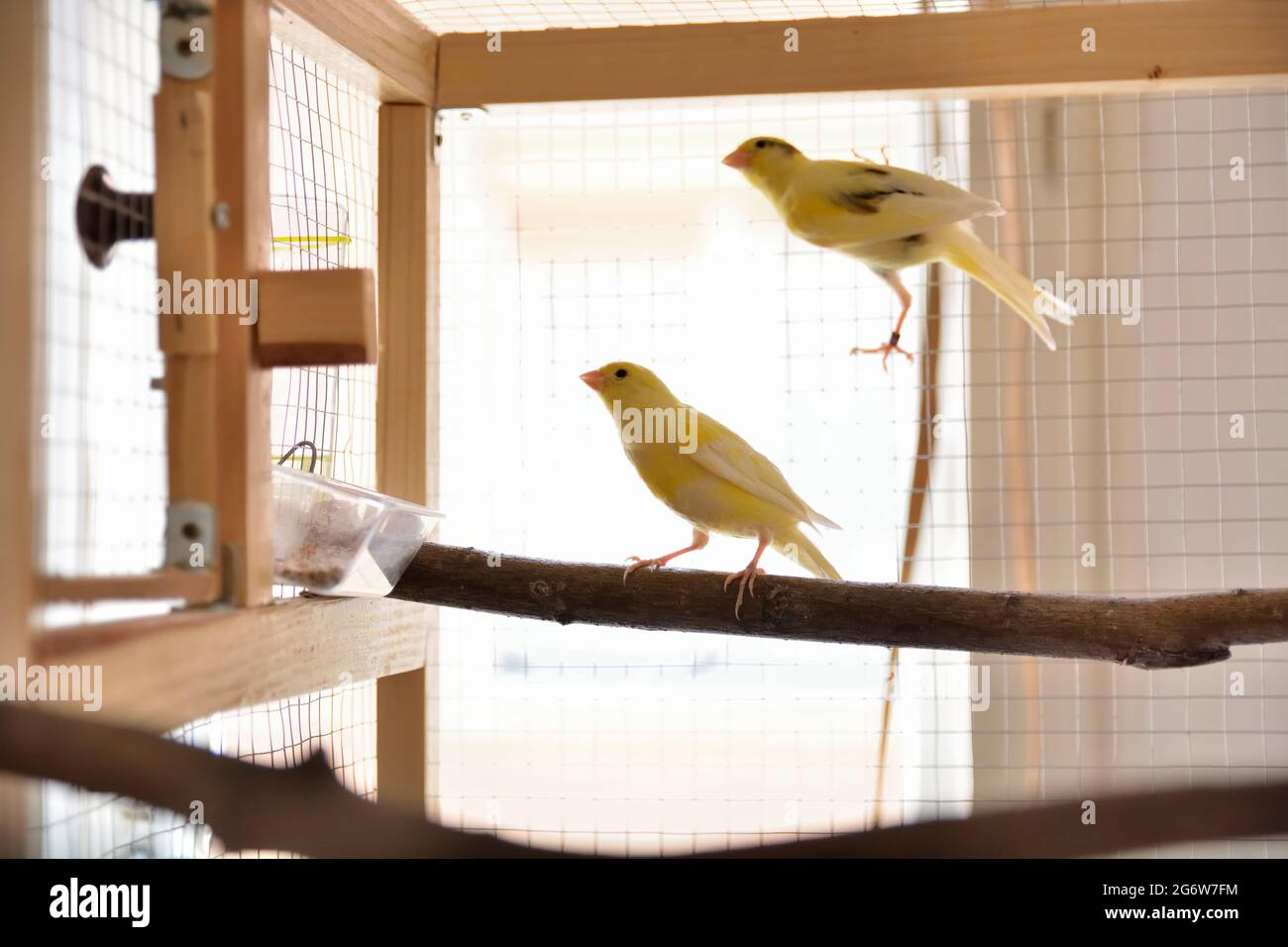Two canaries standing on a mesh of cage at home. Cute Slavujar canaries ...