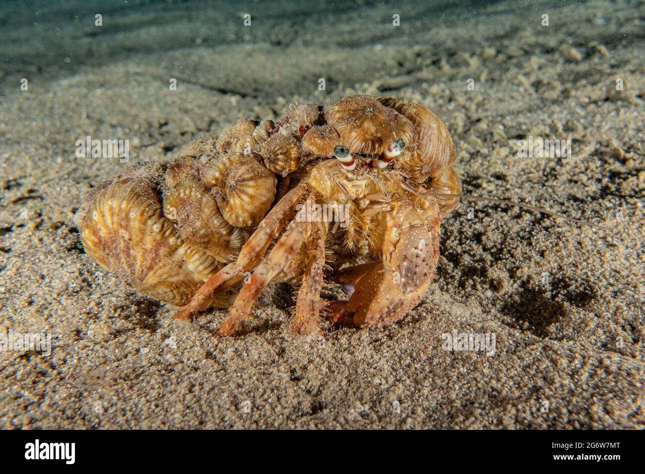 Hermit Crab in the Red Sea Colorful and beautiful, Eilat Israel Stock ...