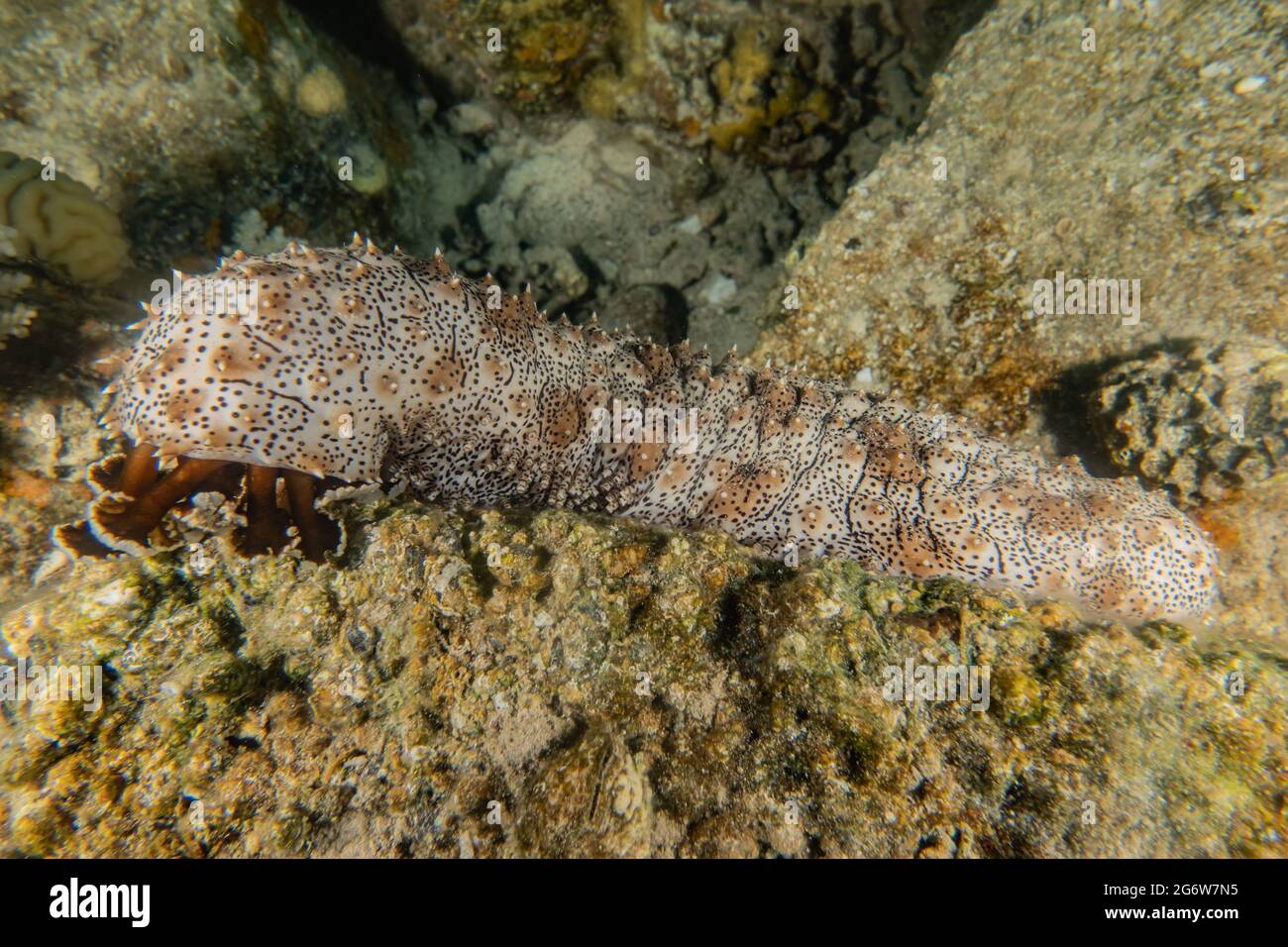Sea cucumber in the Red Sea Colorful and beautiful, Eilat Israel Stock ...