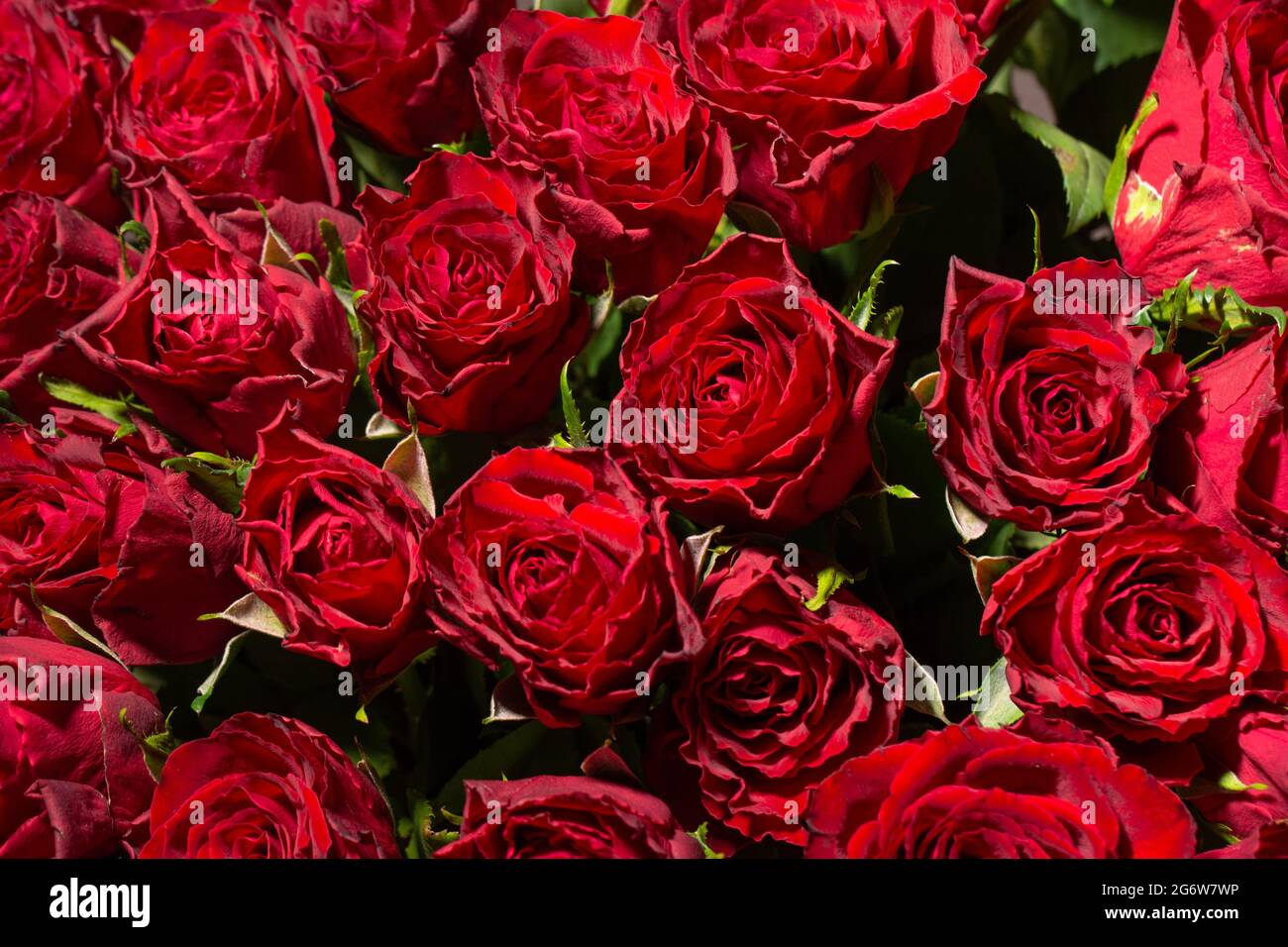 fresh dark red roses close-up texture background, roses for feast Stock ...