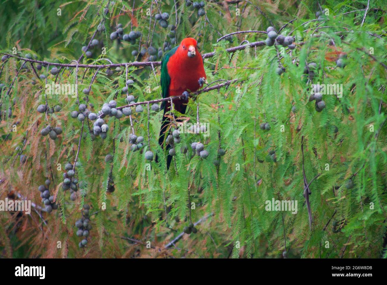 King Parrot at Mt Tamborine Botanical Gardens Stock Photo - Alamy