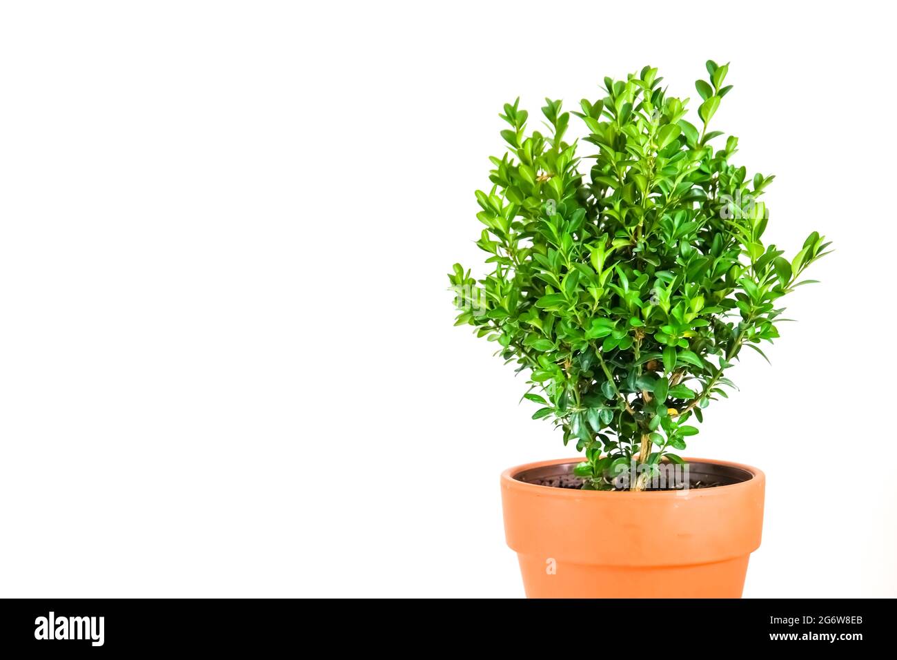 green plant on in the pot on white background. green bush in the pot ...
