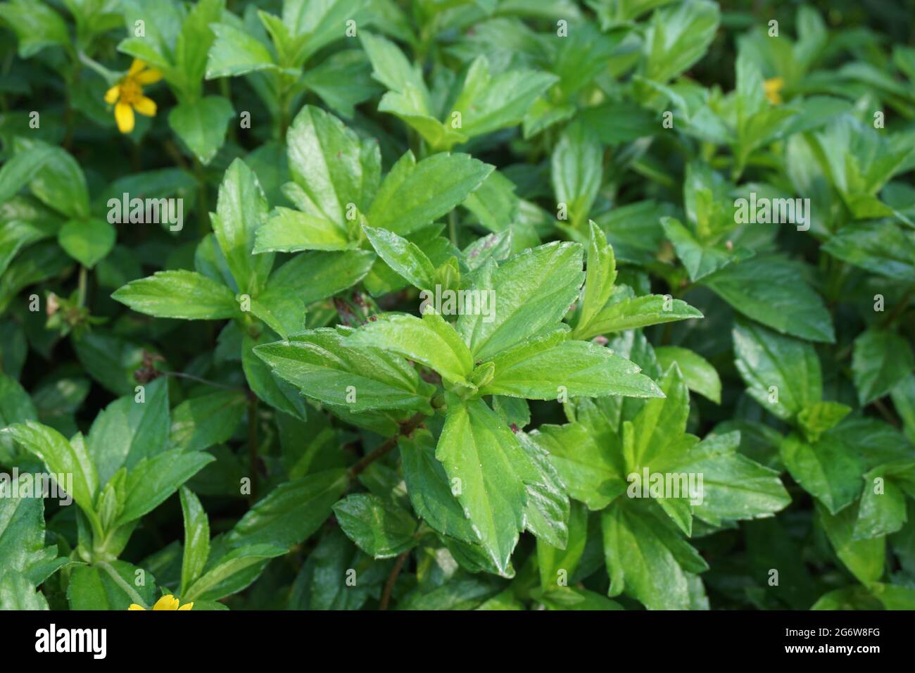 Sphagneticola trilobata with a natural background. Also called Bay ...