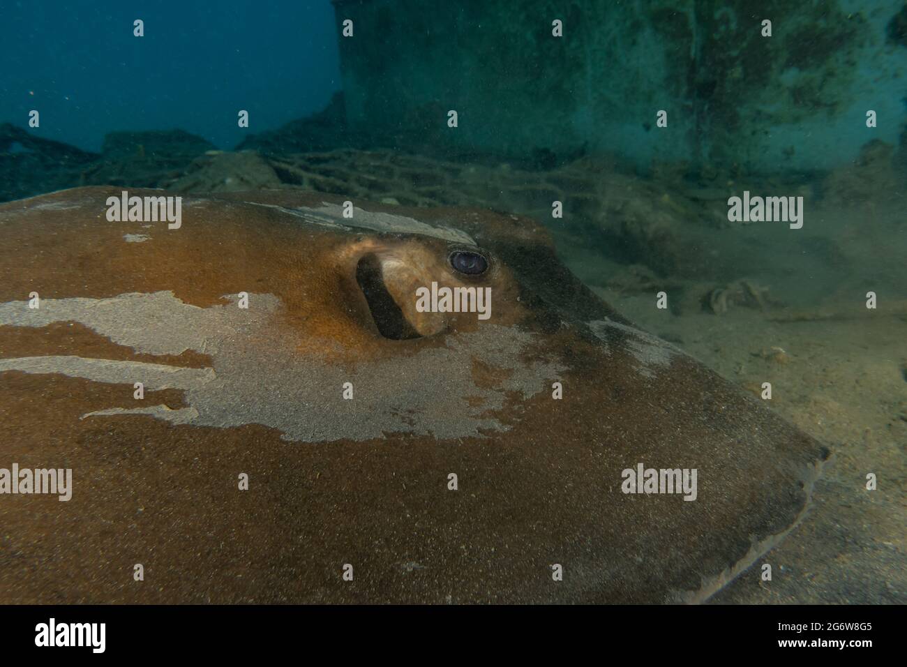 Rays swim in Eilat Israel Stock Photo - Alamy