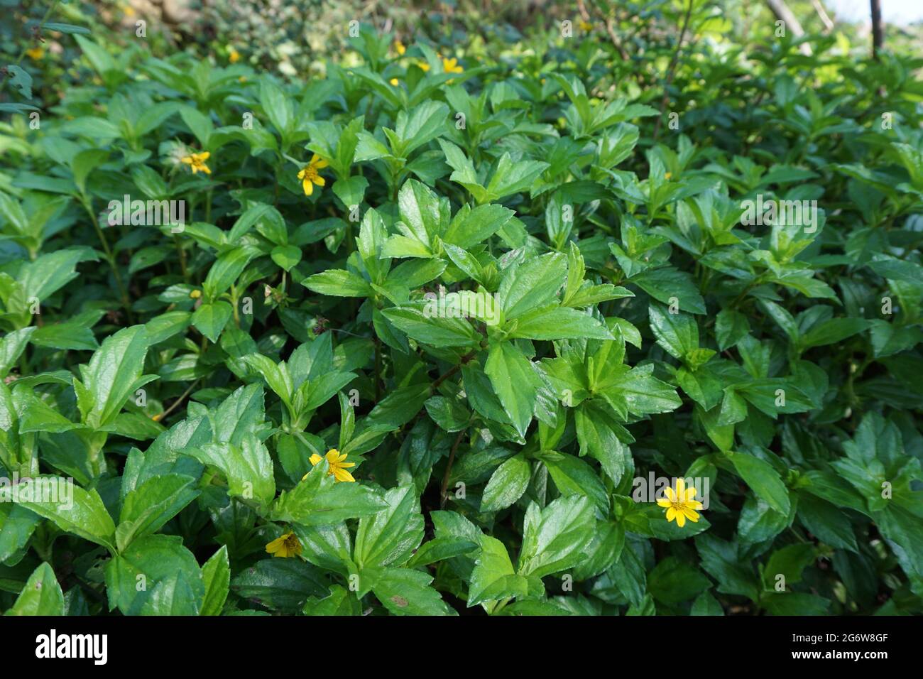 Sphagneticola trilobata with a natural background. Also called Bay ...