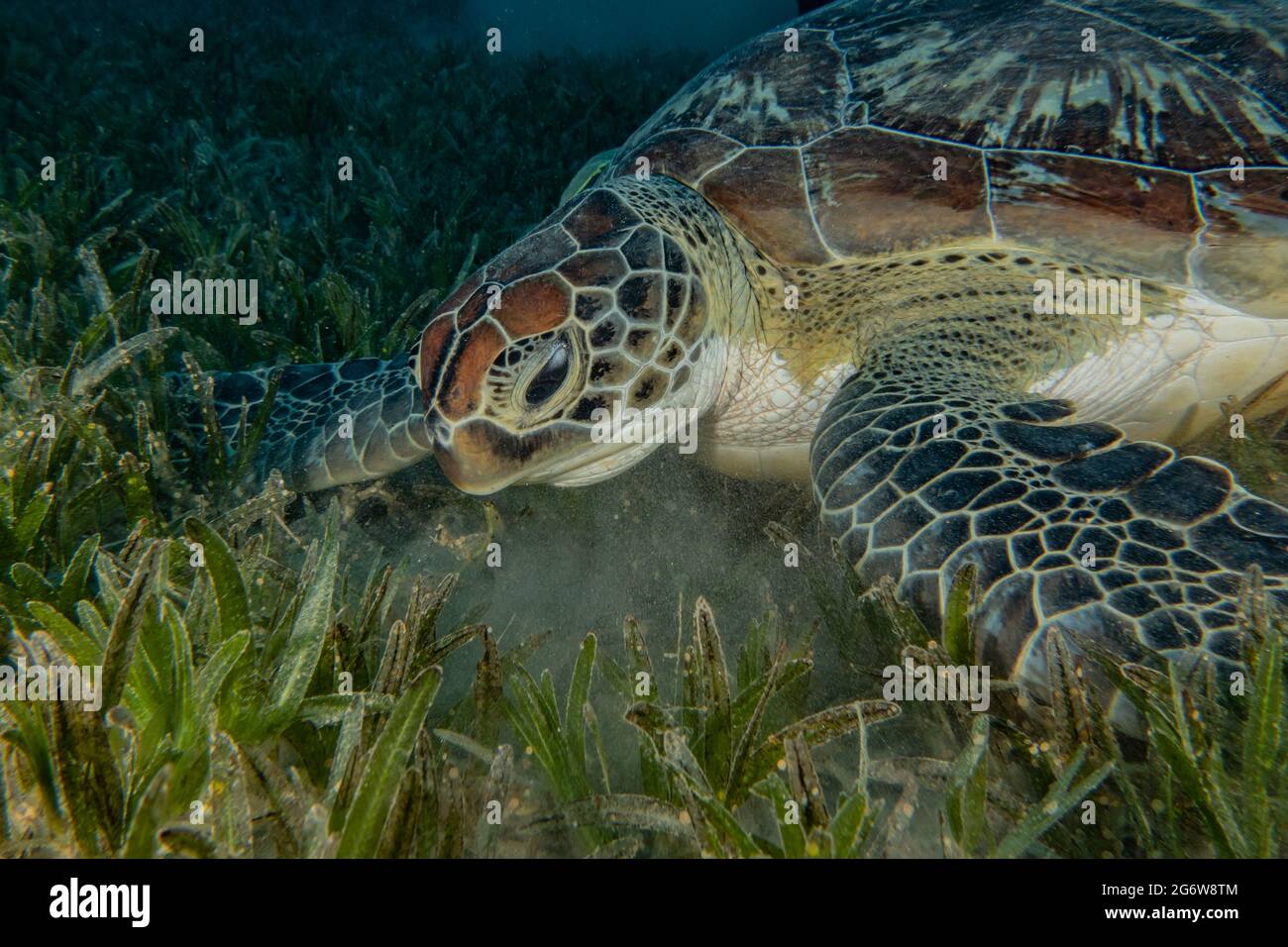 Hawksbill sea turtle in the Red Sea, Eilat Israel Stock Photo - Alamy