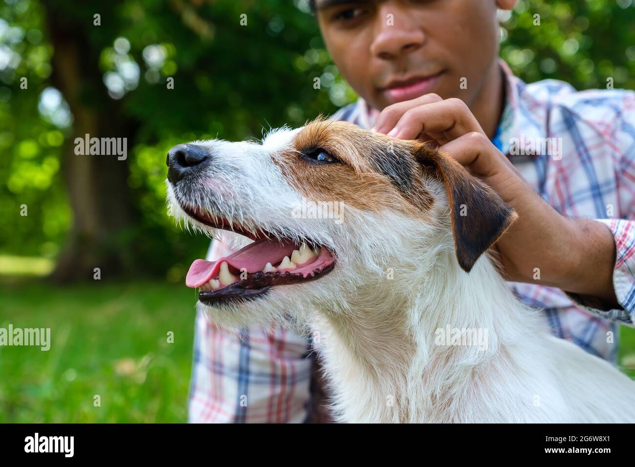 Animal friendship jack russell terrier hi-res stock photography and ...