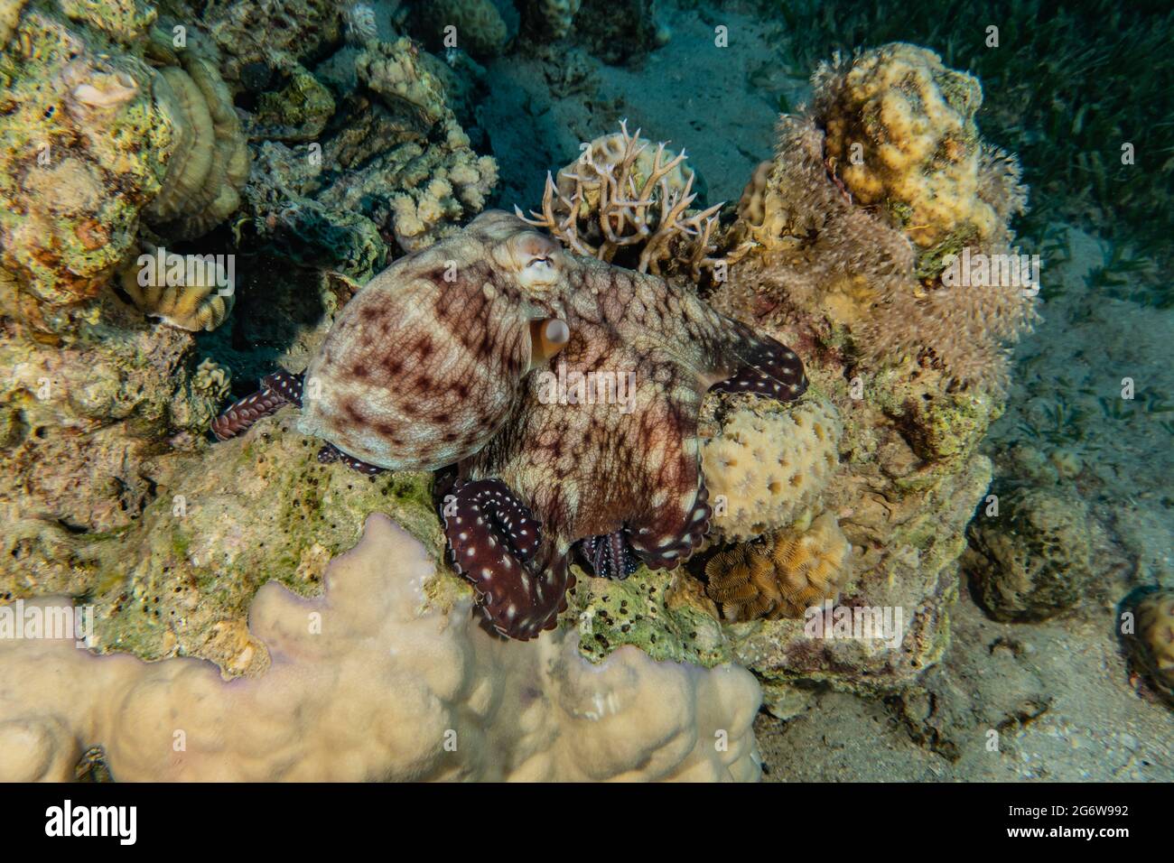 Octopus king of camouflage in the Red Sea, Eilat Israel Stock Photo - Alamy