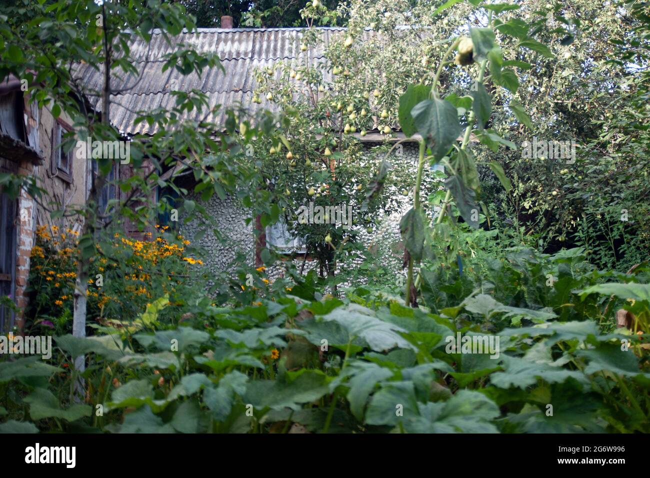 A pear tree and a vegetable garden with squash grows in front of an old ...