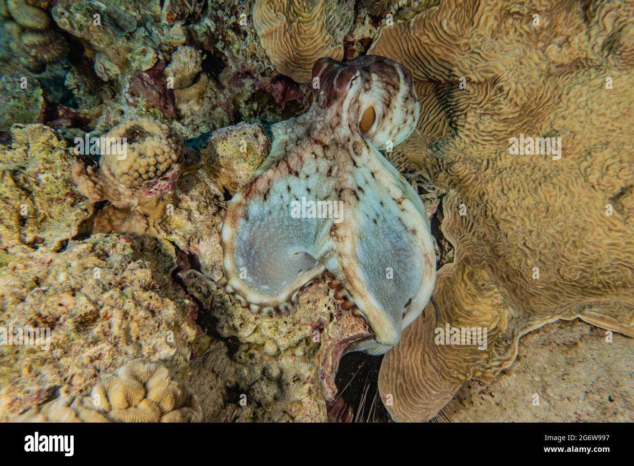 Octopus king of camouflage in the Red Sea, Eilat Israel Stock Photo - Alamy