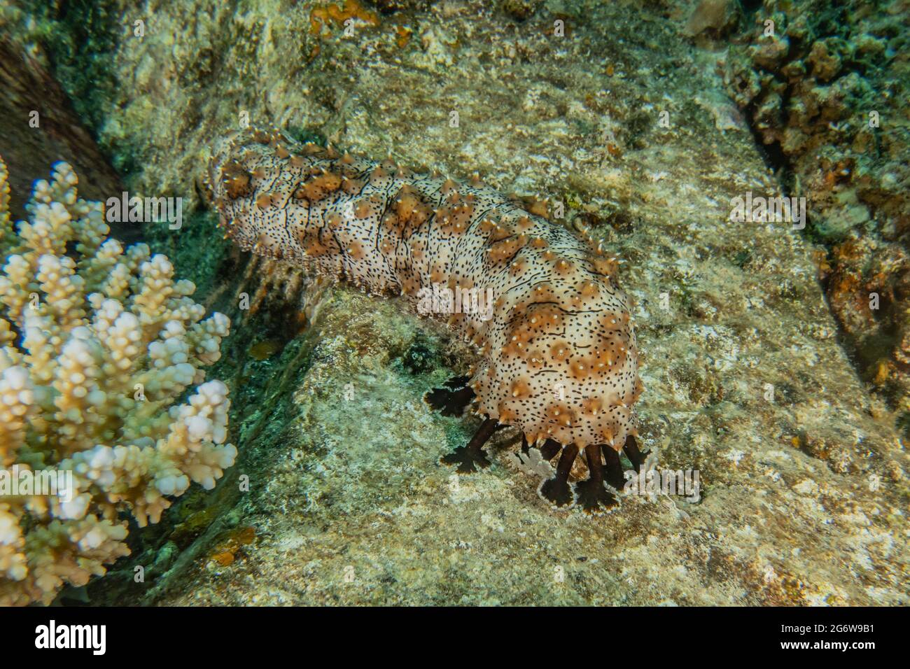 Deep water sea cucumber hi-res stock photography and images - Alamy