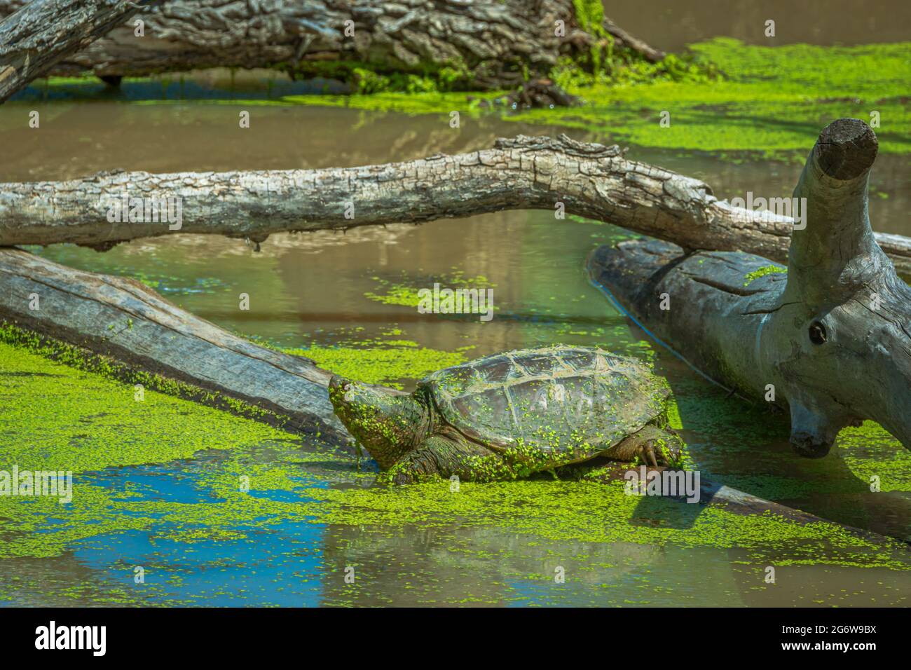 Common Snapping Turtle (Testudo serpentine) basking on partially ...